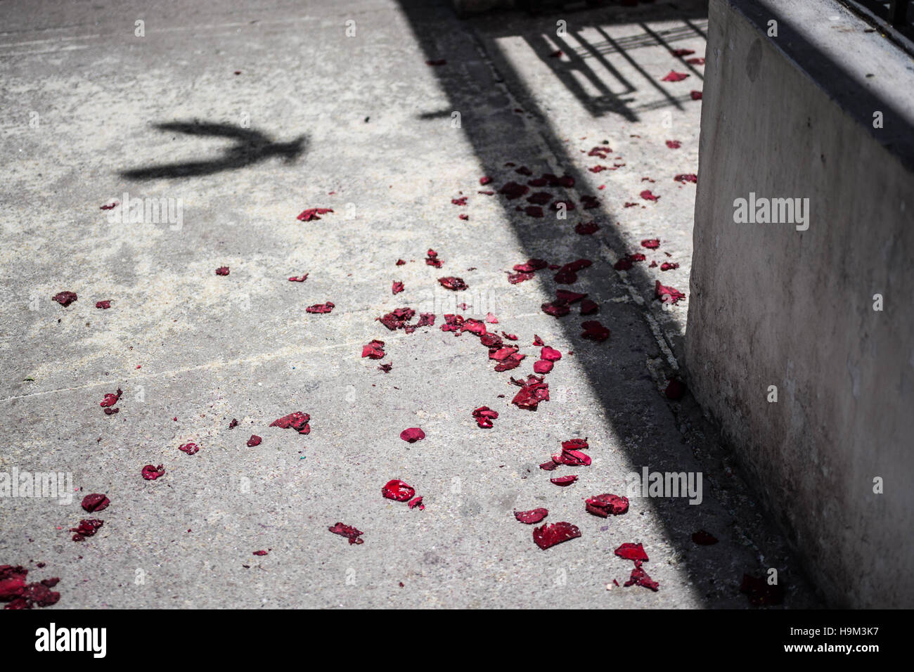 Dove shadow hi-res stock photography and images - Alamy