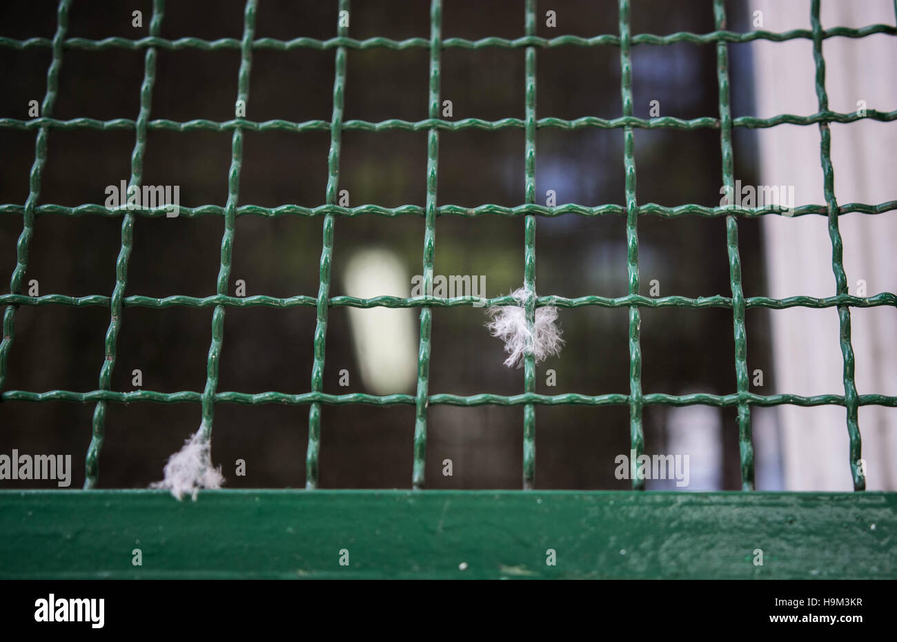 Fluff caught in a green metal grid Stock Photo - Alamy