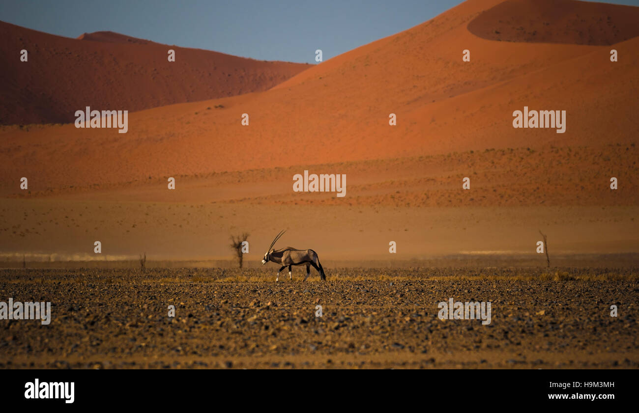 Desert antelope namibia hi-res stock photography and images - Alamy
