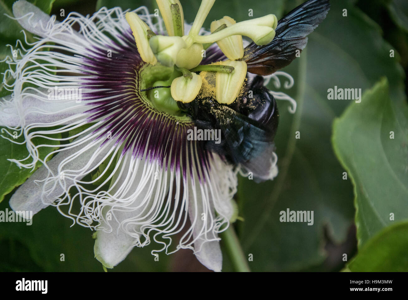 Carpenter bee pollinating a passion vine flower Stock Photo - Alamy