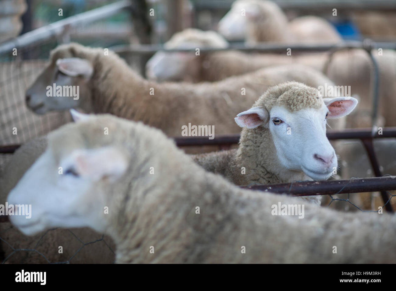 Sheep in pen Stock Photo - Alamy