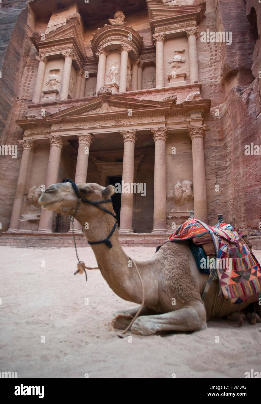 Camel rest in front of Al Khazneh Treasury ruins, Petra, Jordan Stock ...