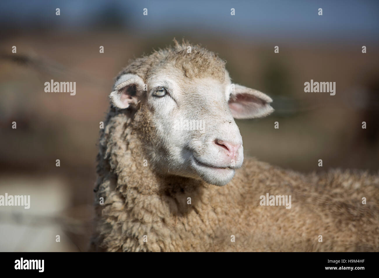 Portrait of a sheep Stock Photo - Alamy