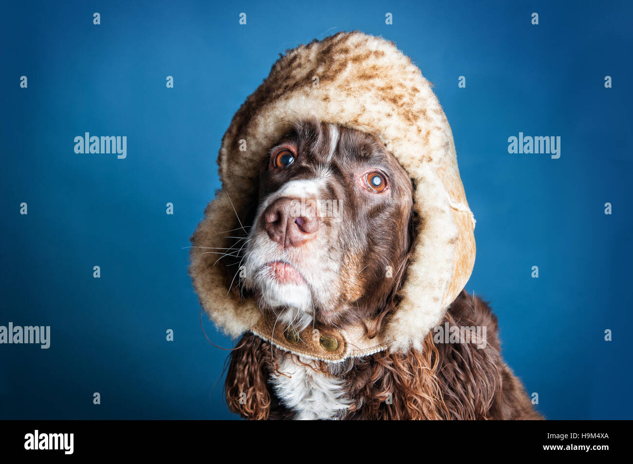 Spaniel wearing hat hi-res stock photography and images - Alamy