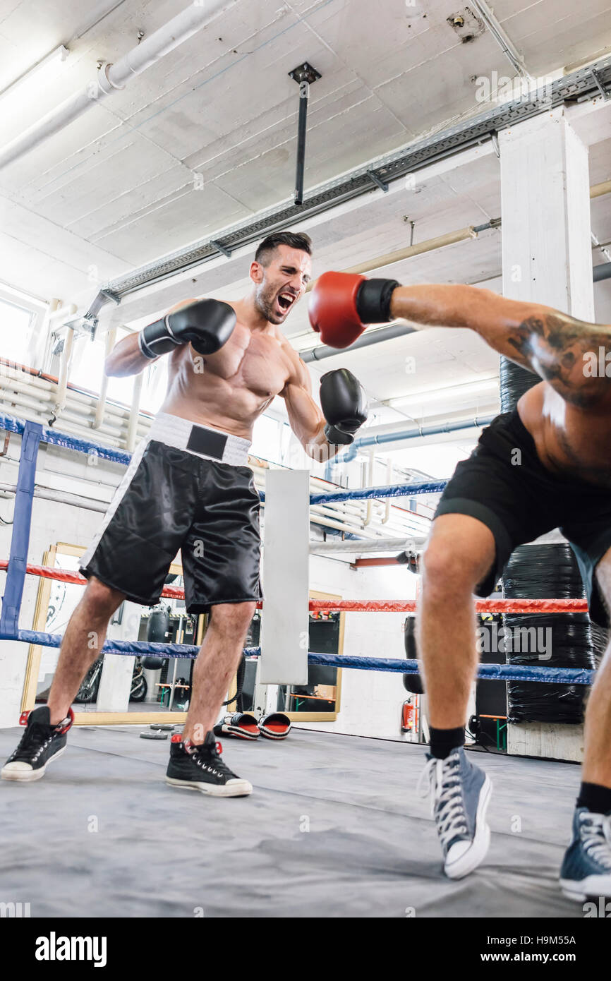 Boxer knocking down opponent Stock Photo - Alamy
