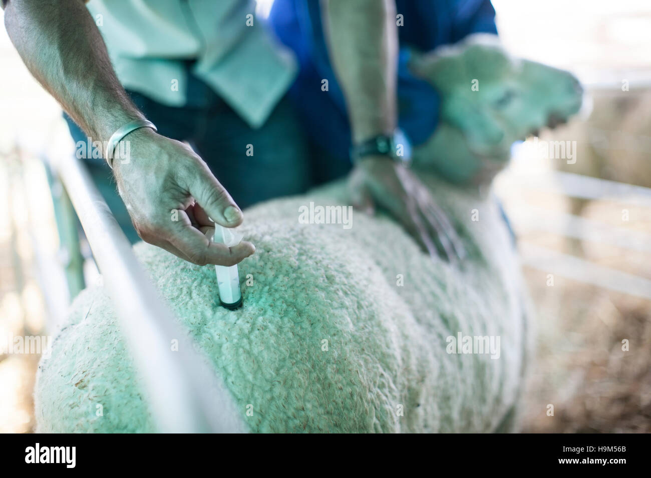 Vet giving sheep an injection Stock Photo - Alamy
