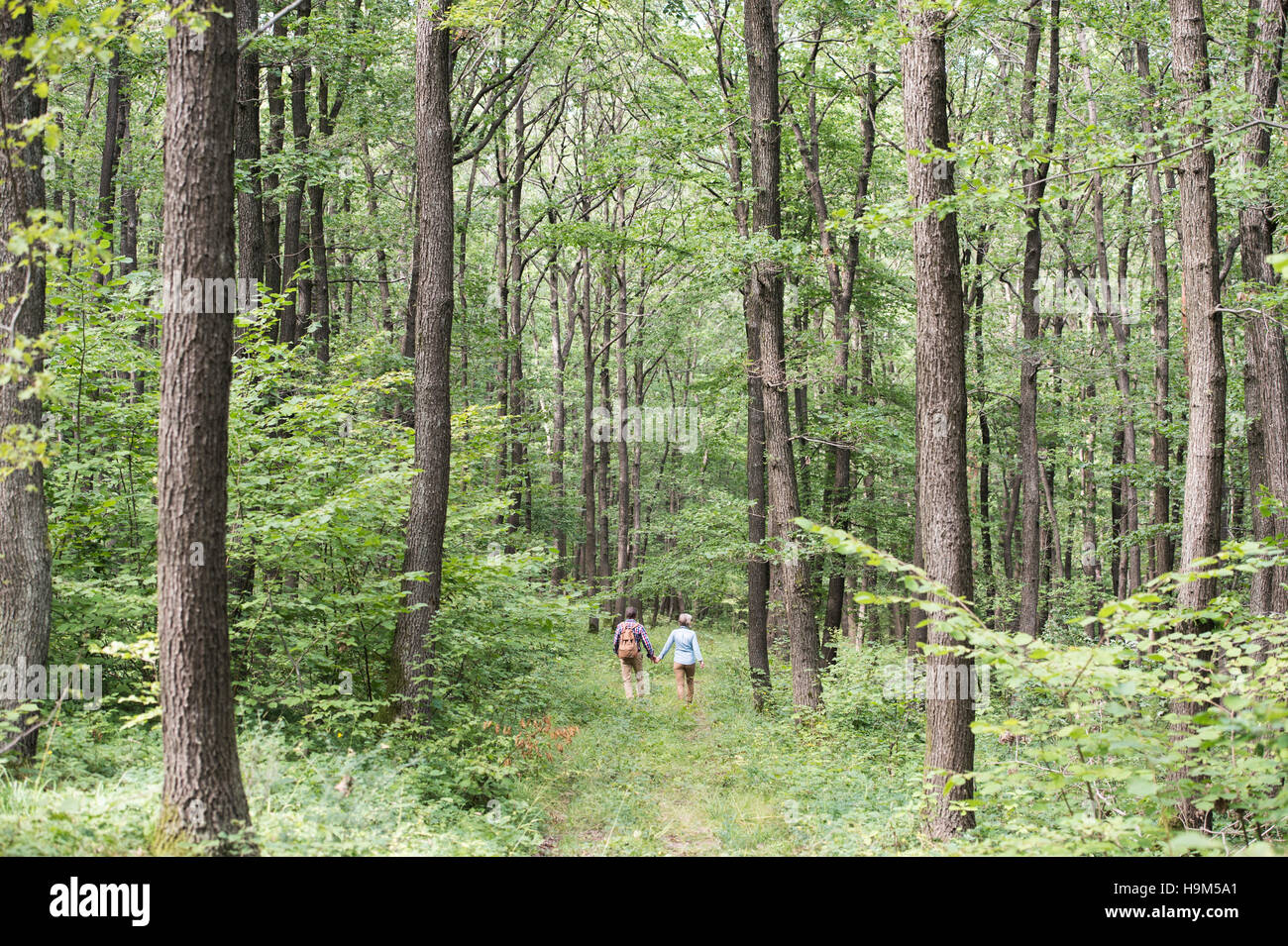 Back view of senior couple walking hand in hand in the woods Stock Photo - Alamy