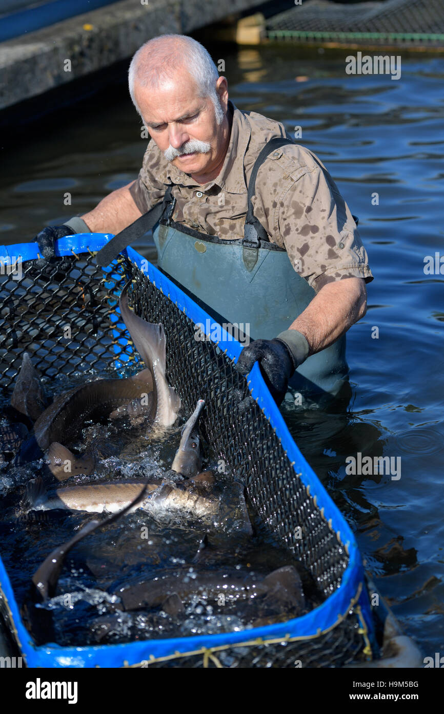 fish in net trappeds fisherman Stock Photo - Alamy