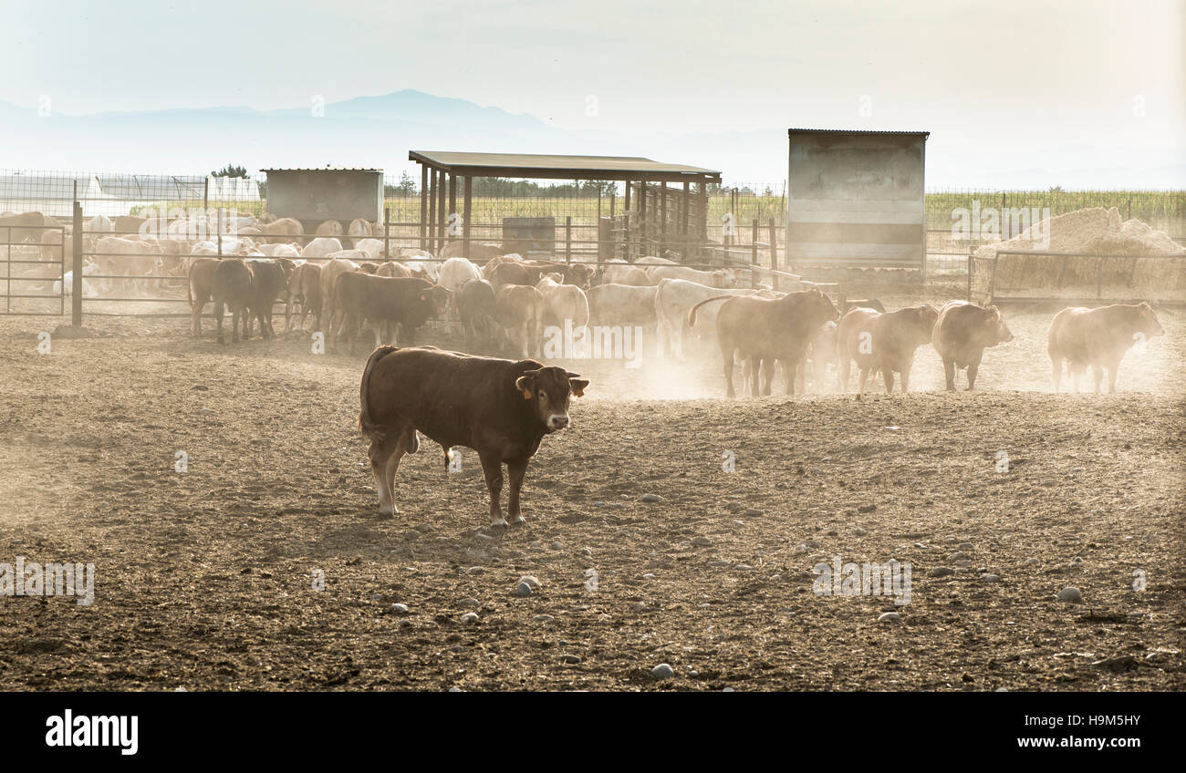 Herd of bulls on a farm Stock Photo - Alamy