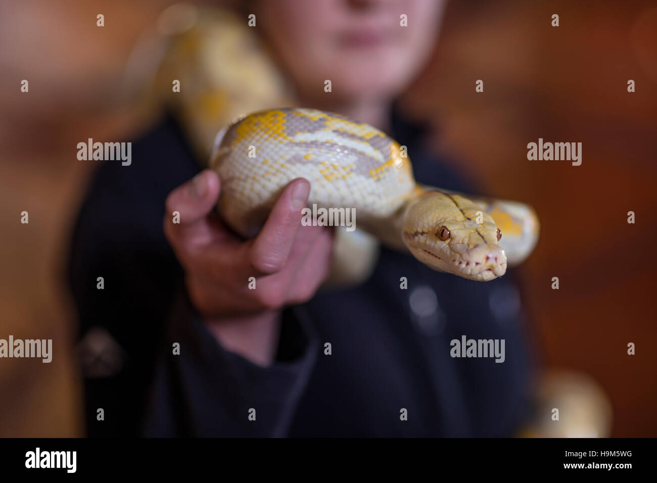 Woman holding an albino python snake Stock Photo - Alamy