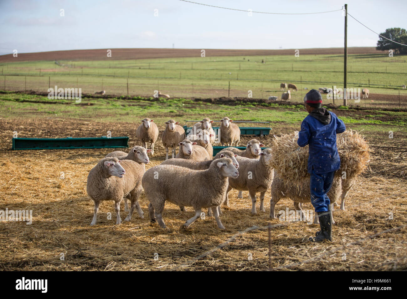 Man on farm feeding sheep with hay Stock Photo - Alamy