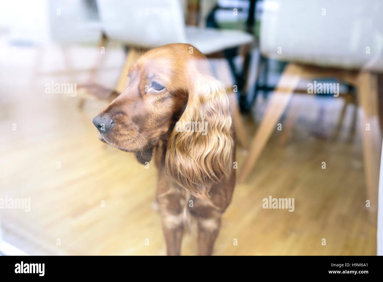 Dog Reflection Through Window High Resolution Stock Photography and ...