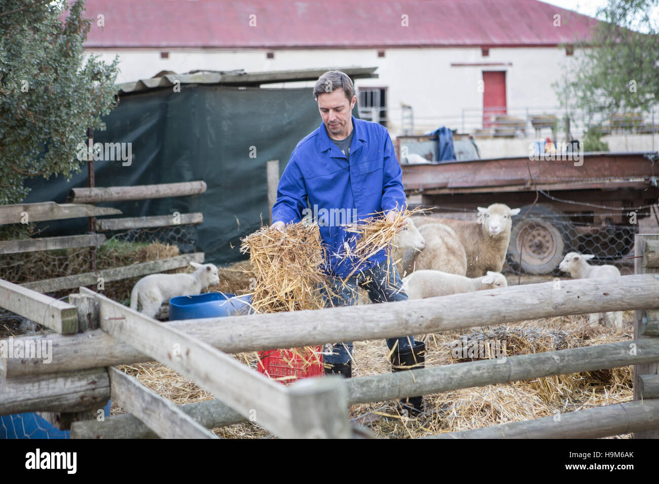 Farmer giving hay to sheep on farm Stock Photo - Alamy
