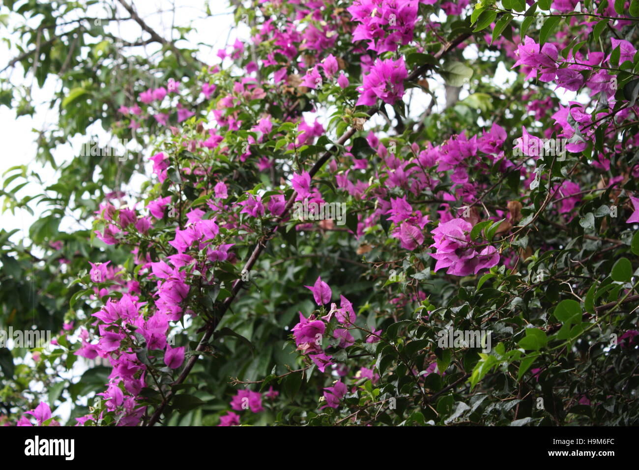 Trinitaria hi-res stock photography and images - Alamy