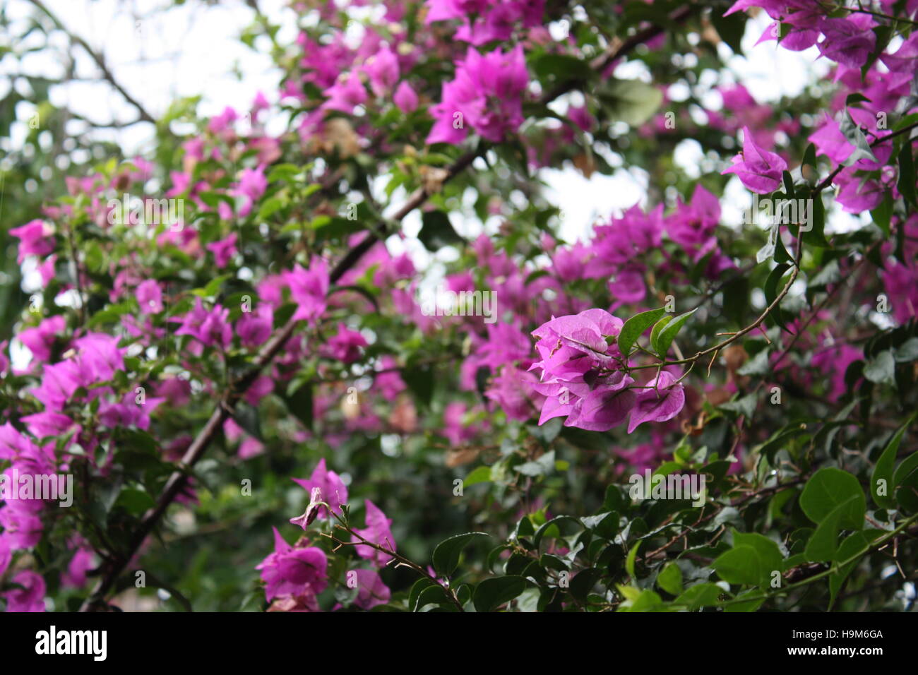 trinitaria flower pink Stock Photo - Alamy