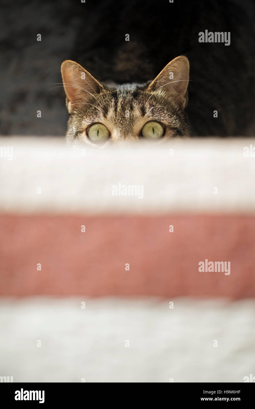 Top view of starring cat Stock Photo - Alamy