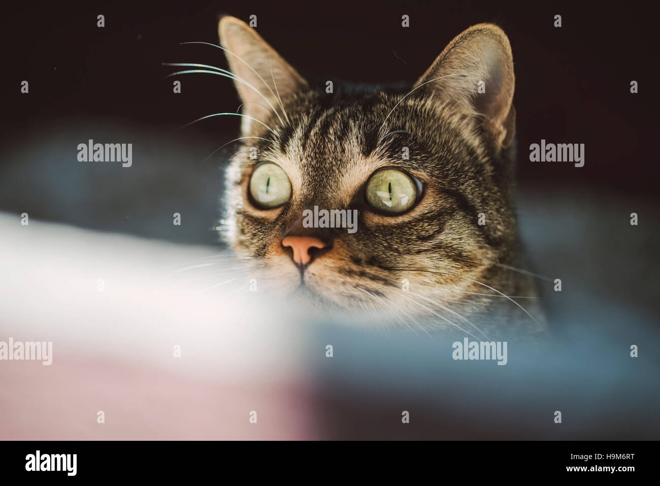 Portrait of staring cat at home Stock Photo - Alamy
