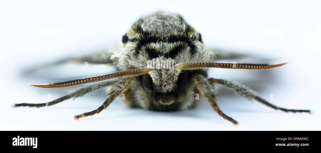 Big brown moth Stock Photo - Alamy