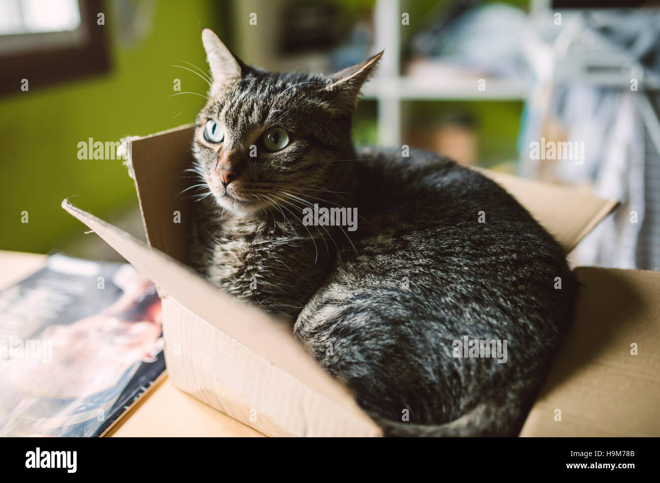 Tabby cat inside a small carboard box at home Stock Photo - Alamy