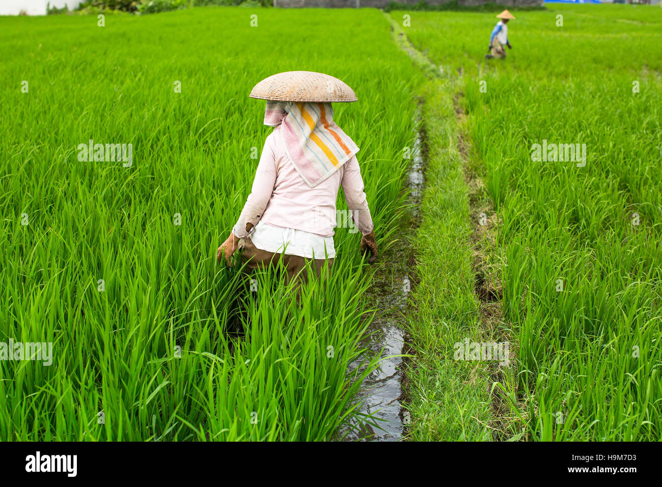 Indonesian farmers cultivate rice field Stock Photo - Alamy