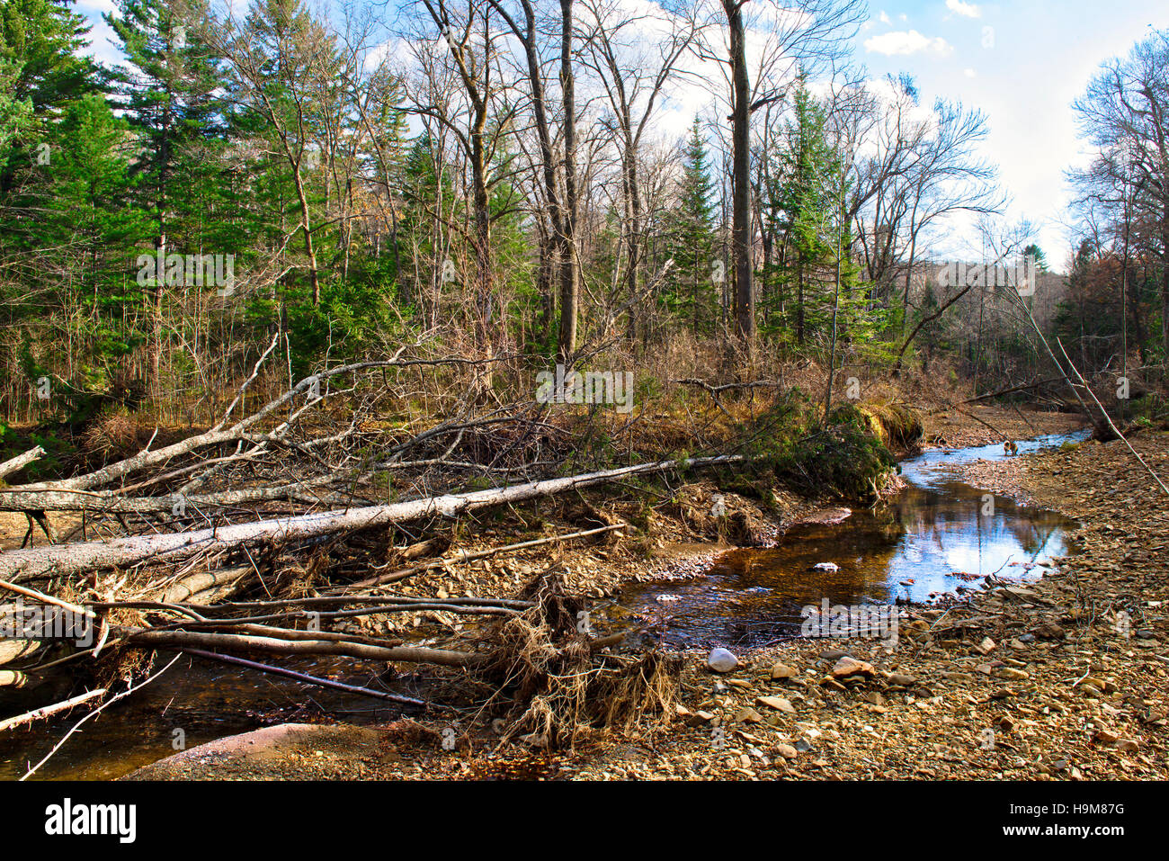 Creek in The Forest - wild nature Stock Photo - Alamy