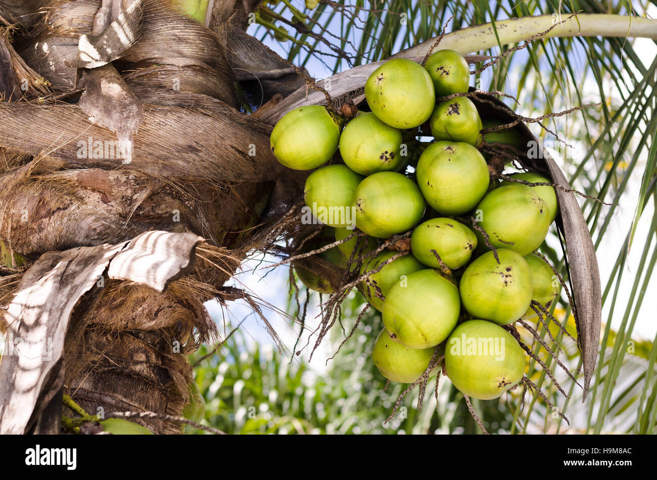 Coconut palm tree cocos nucifera hi-res stock photography and images ...