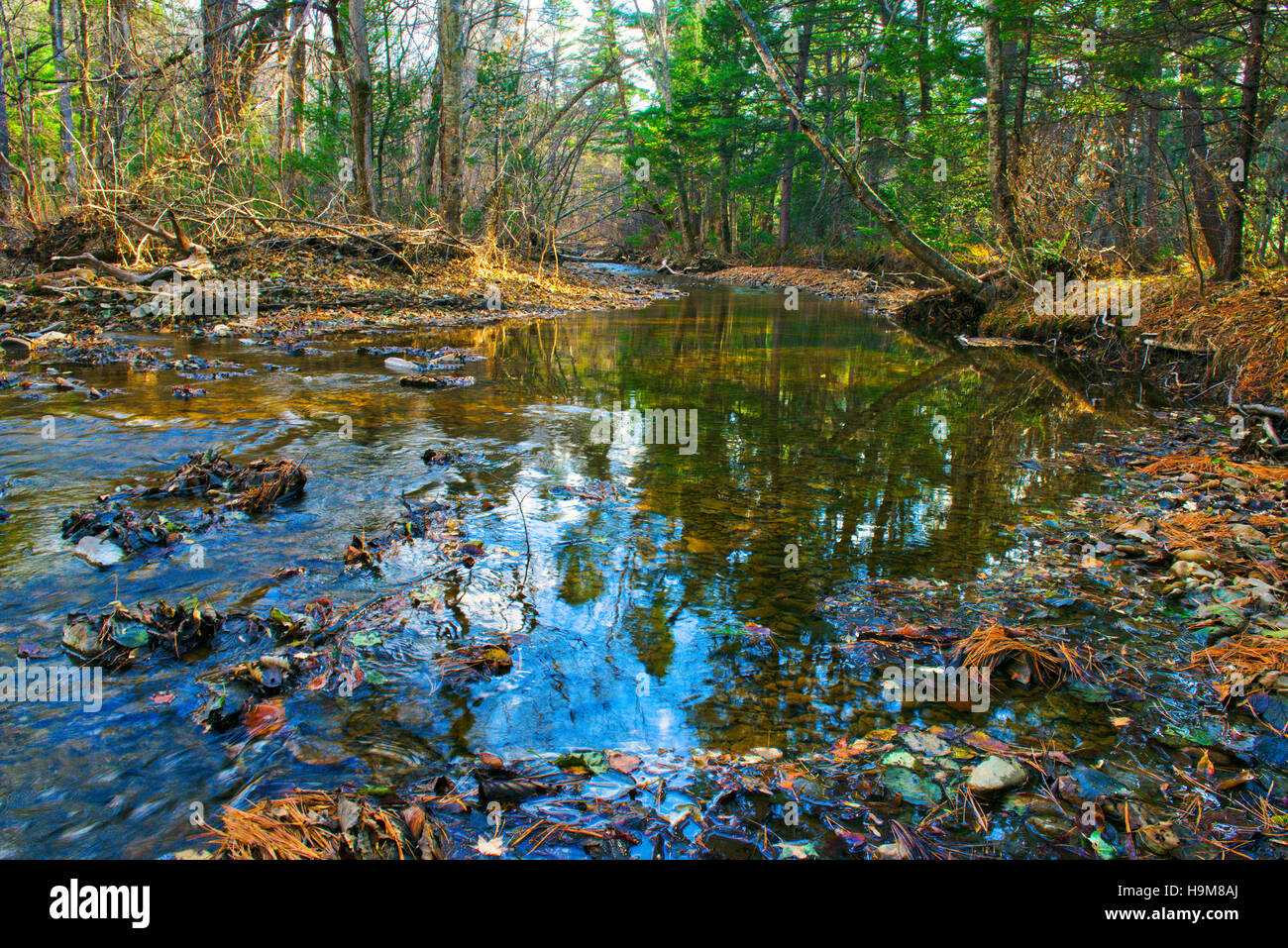 Creek in The Forest - wild nature Stock Photo - Alamy