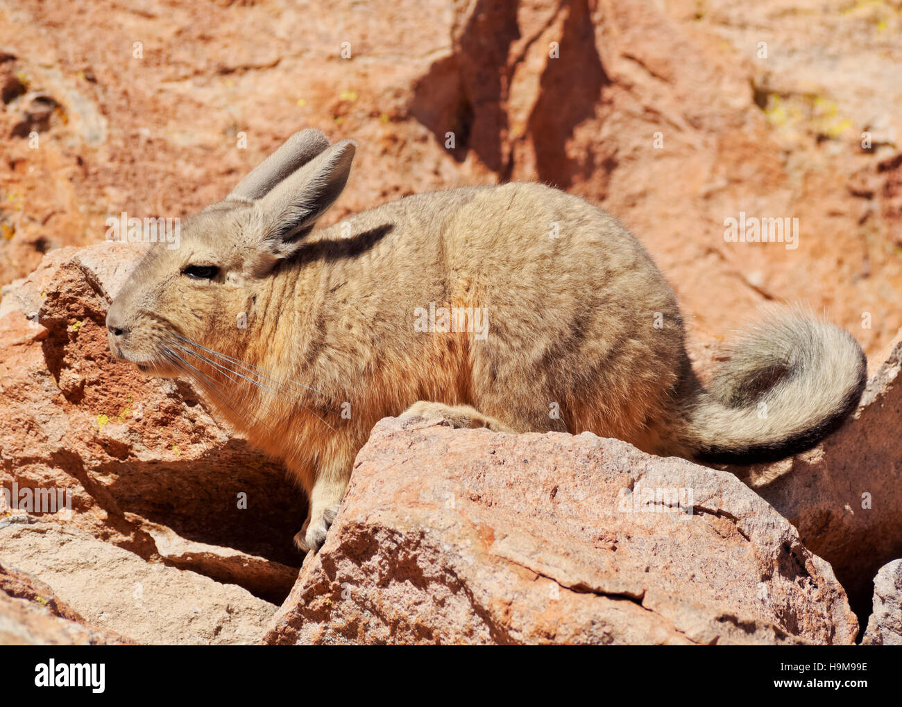 Vizcachas High Resolution Stock Photography and Images - Alamy