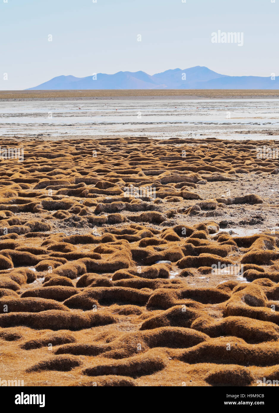 Bolivia, Potosi Departmant, Nor Lipez Province, View of the Laguna Yapi ...