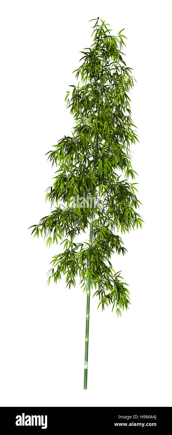 3D rendering of a greeen bamboo tree isolated on white background Stock ...