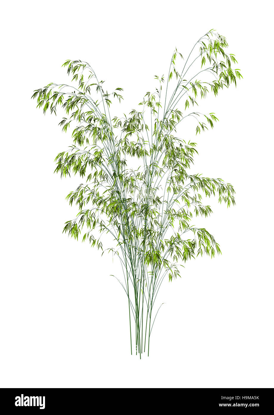 3D rendering of green bamboo trees isolated on white background Stock ...
