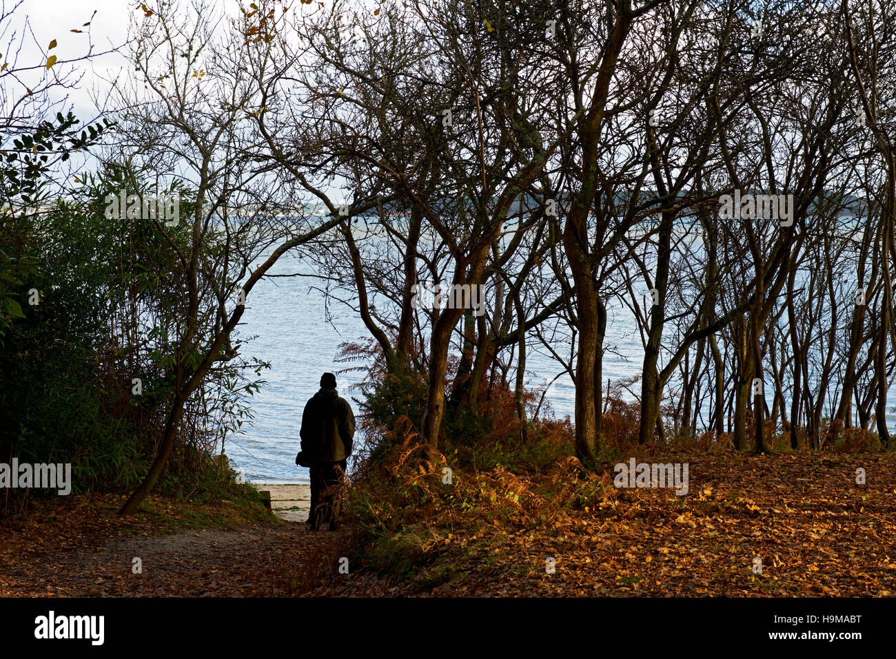 RSPB Arne, a nature reserve in Dorset, England UK Stock Photo - Alamy