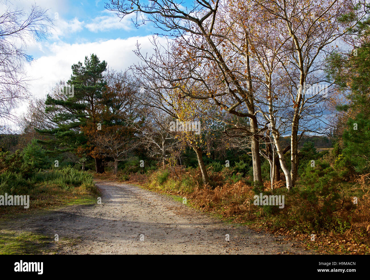 RSPB Arne, a nature reserve in Dorset, England Stock Photo - Alamy