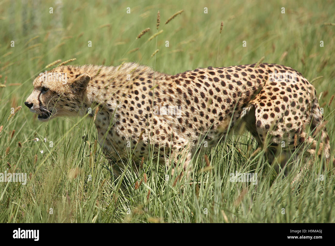 African Leopard Stalking Prey in Grass Stock Photo - Alamy