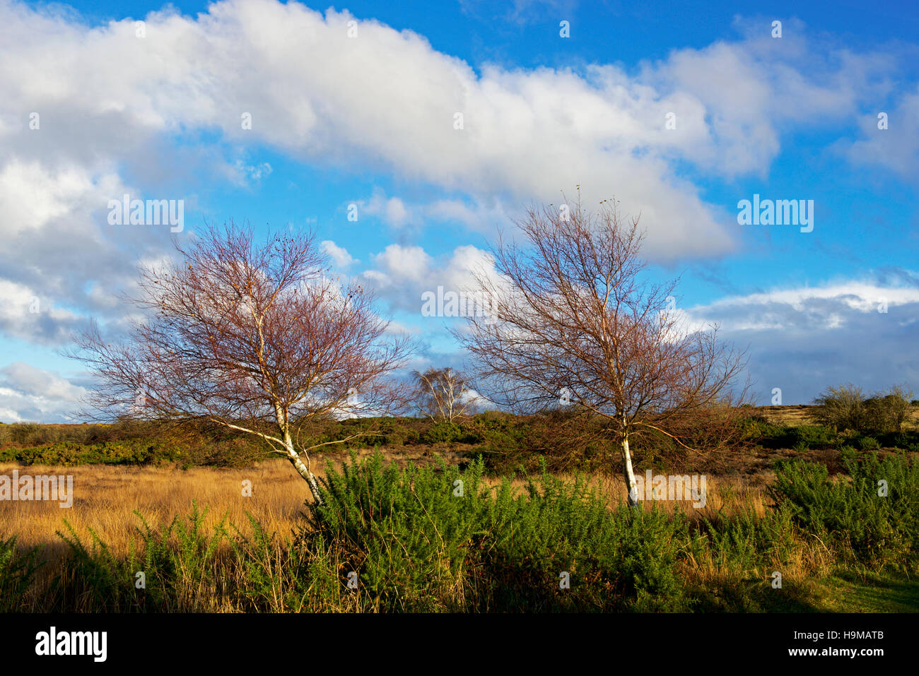 Middlebere hi-res stock photography and images - Alamy