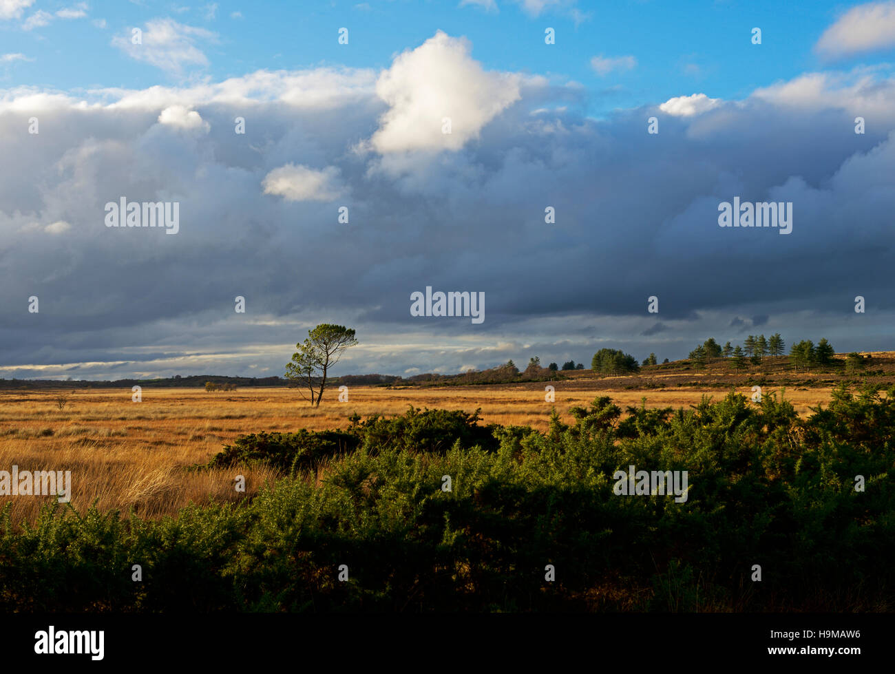 Hartland and Middlebere Heath, Dorset, England UK Stock Photo - Alamy