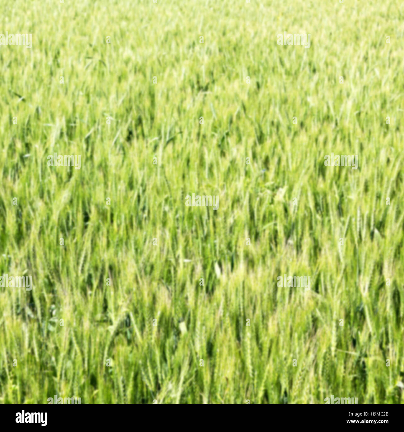 blur in iran cultivated farm grass and healty green natural wheat Stock ...