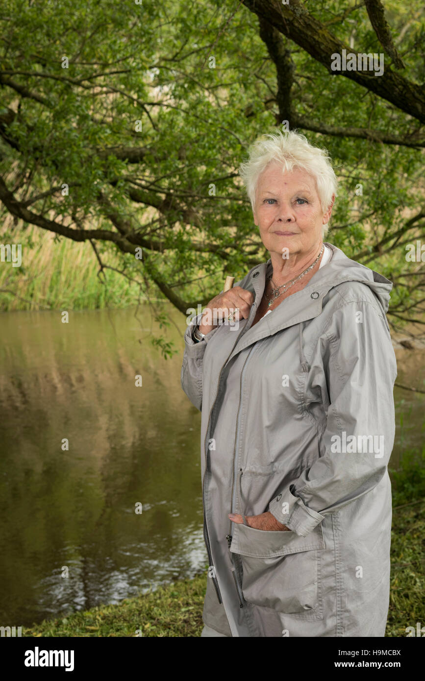 Dame Judi Dench posing in a countryside location Stock Photo - Alamy