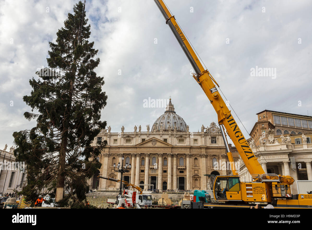 Vatican City, Vatican. 24th Nov, 2016. The Vatican Christmas tree ...