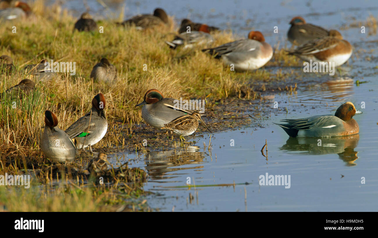 Wigeon Anas penelope flock feeding winter at Titchwell RSPB reserve ...