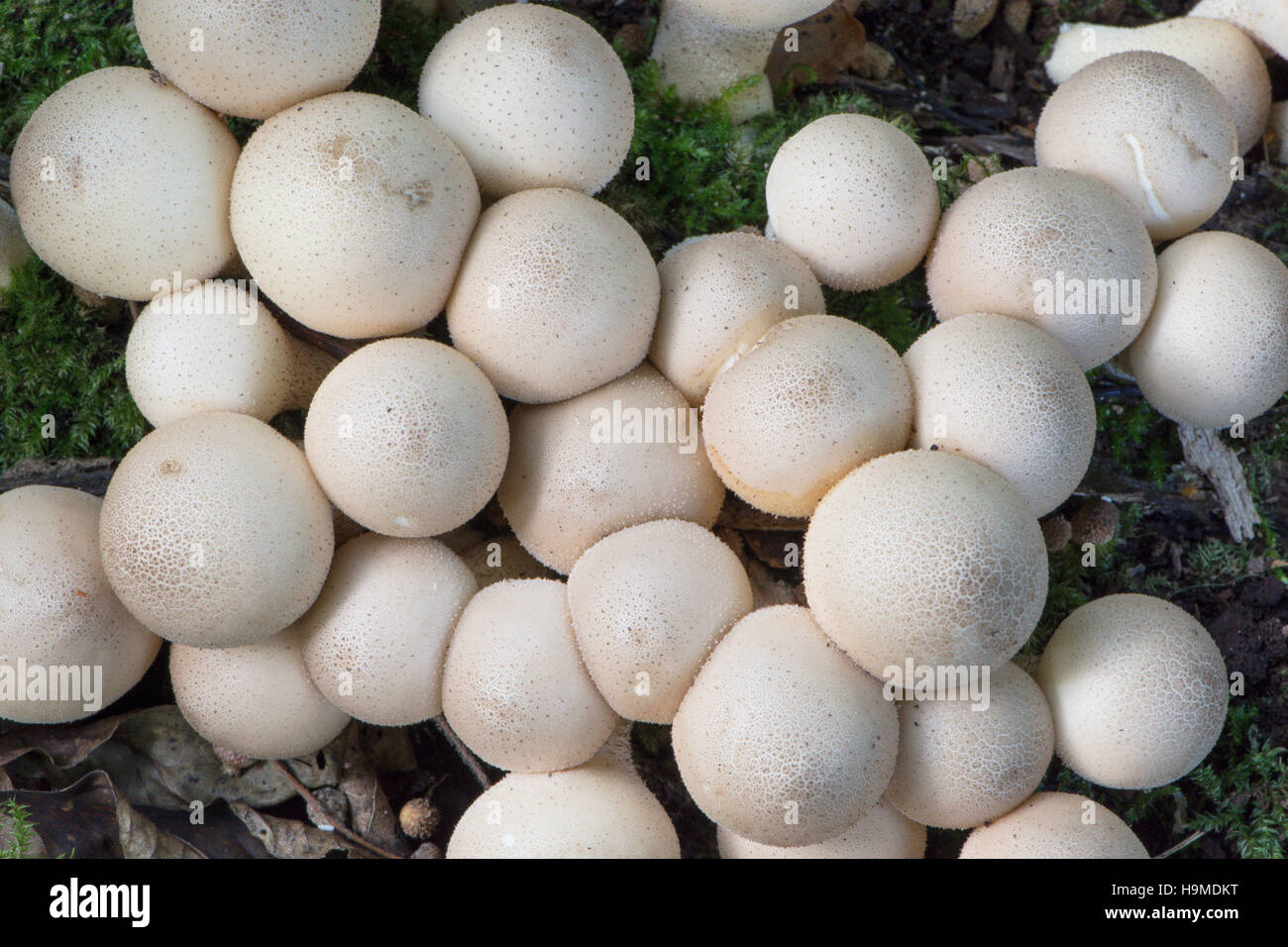 Young pear shaped puffball hi-res stock photography and images - Alamy