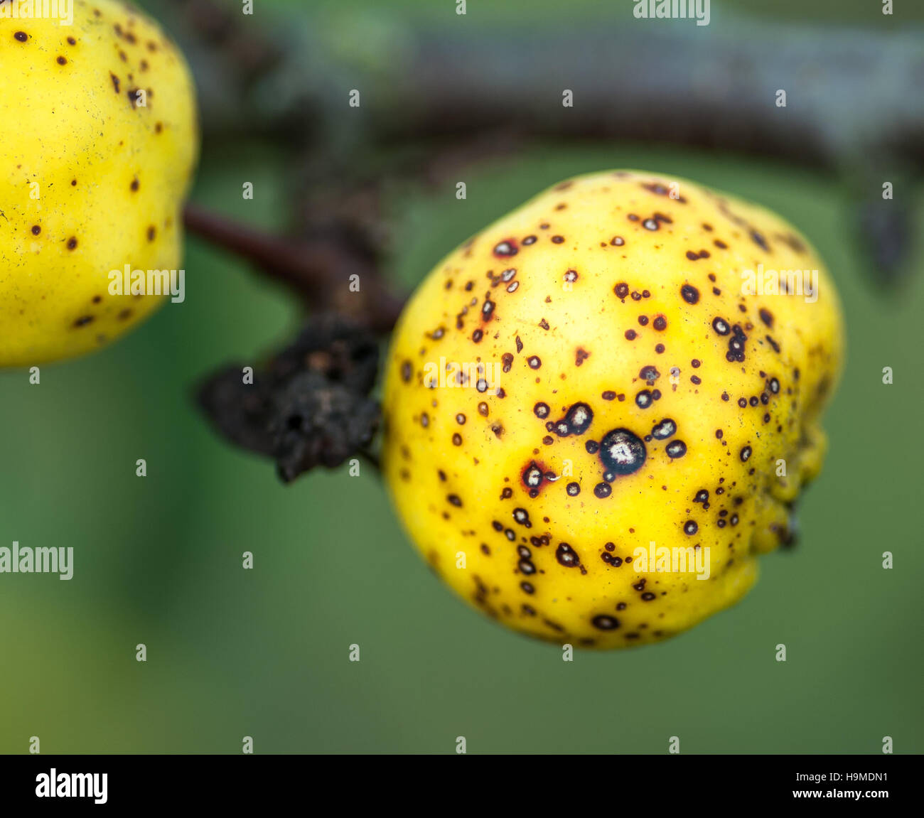 Apple fruit disease hi-res stock photography and images - Alamy