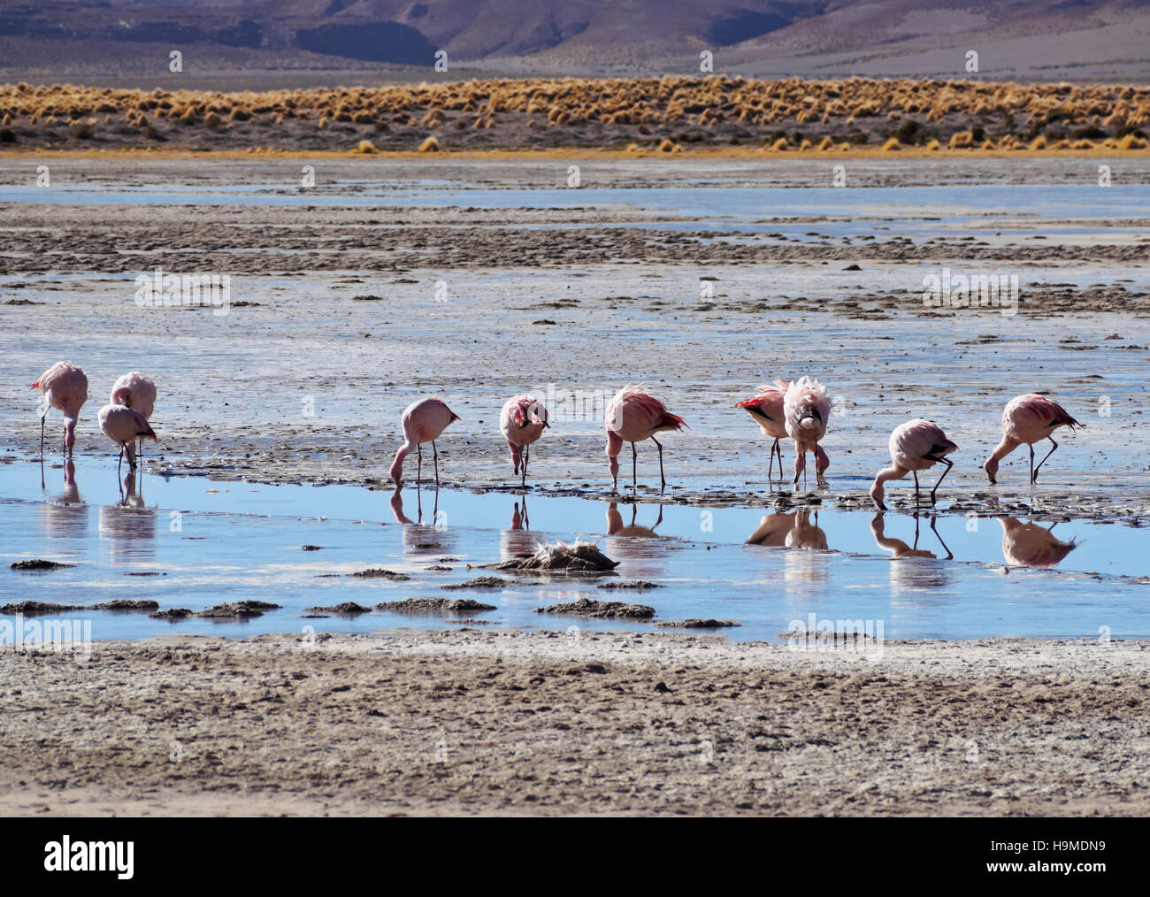 Bolivia, Potosi Departmant, Nor Lipez Province, View of the Laguna Yapi ...