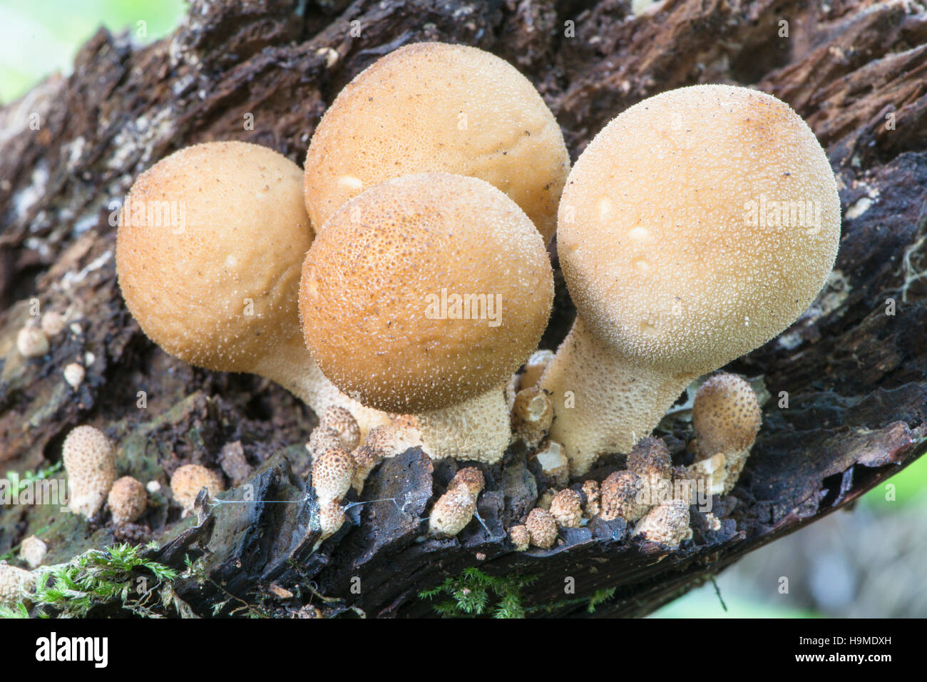 Pear-shaped Puffball or Stump Puffball (Lycoperdon pyriforme) October ...