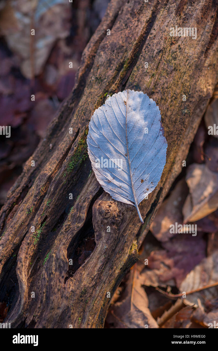 Decayed leaf hi-res stock photography and images - Alamy