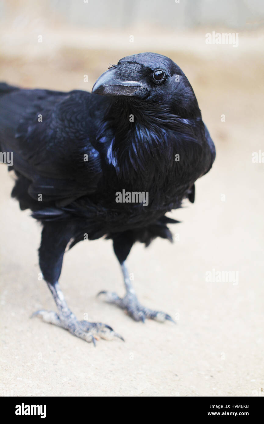 Rook head profile hi-res stock photography and images - Alamy