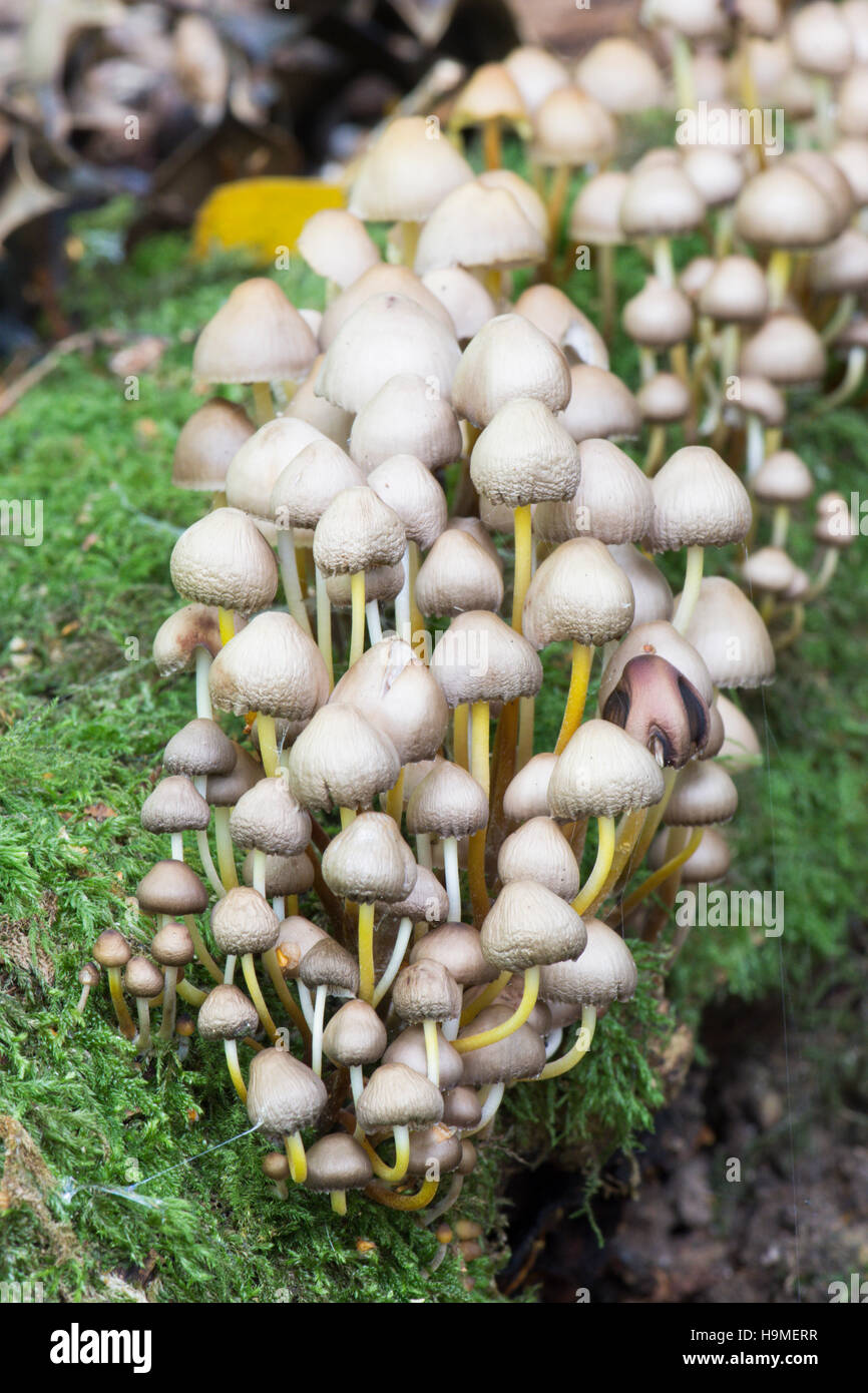 Tiny bonnet toadstools, species unknown. Sussex, UK. October Stock Photo - Alamy
