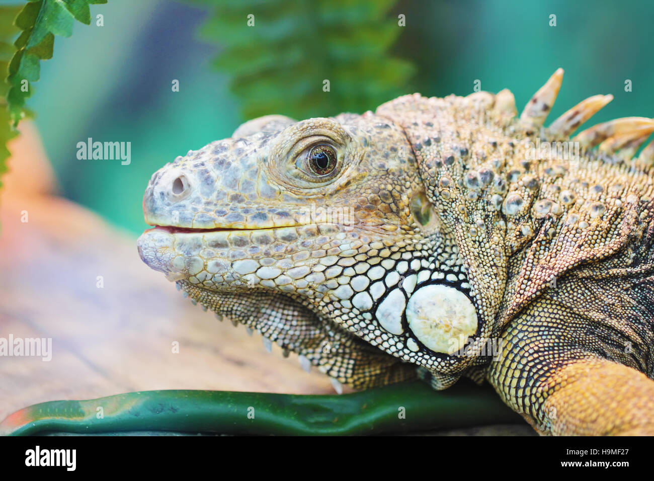 Frill necked lizards hi-res stock photography and images - Alamy