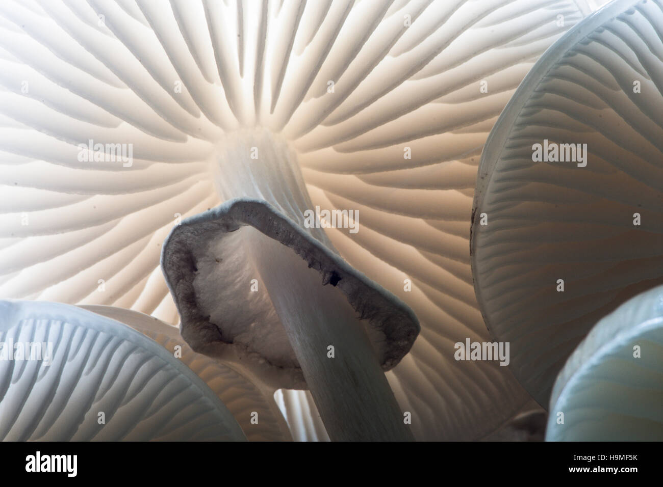 Porcelain fungus. Oudemansiella mucida. Sussex, UK. October. Close-up ...
