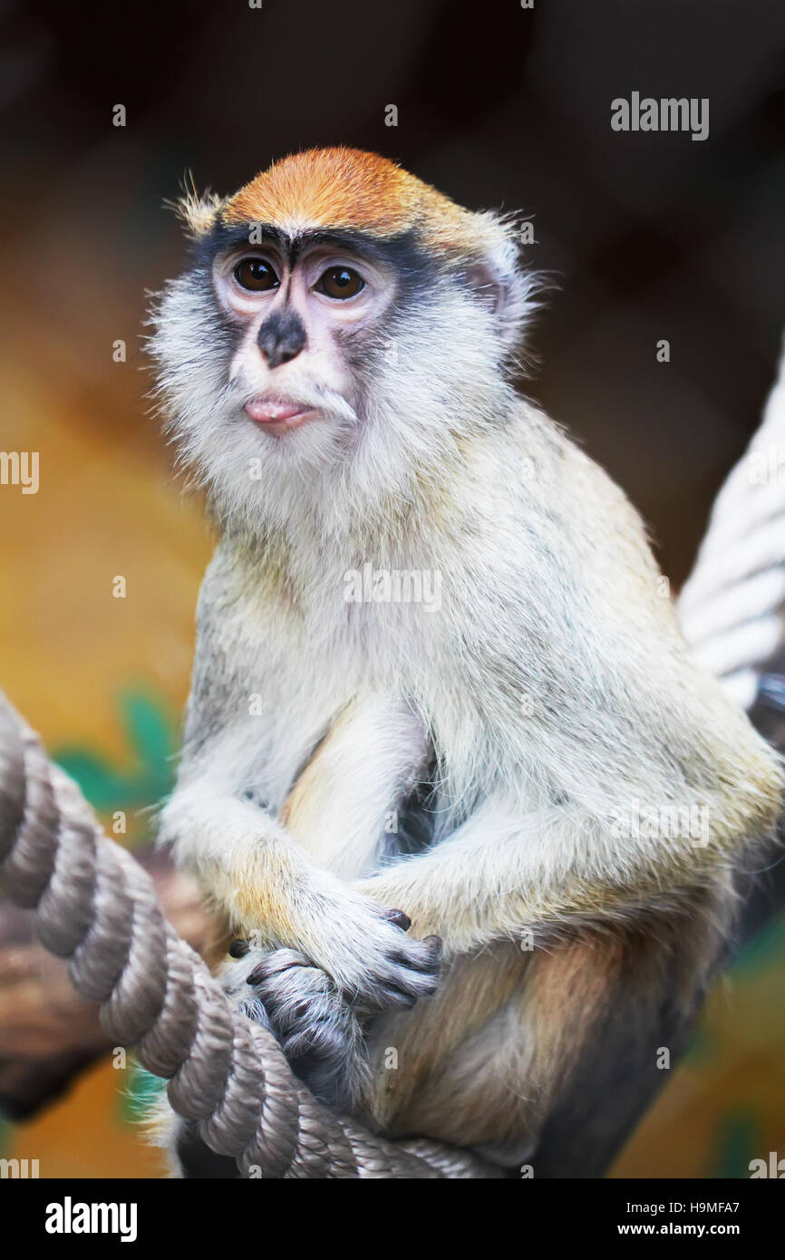 Hussar monkey showing tongue animal portrait close up zoo photo Stock ...